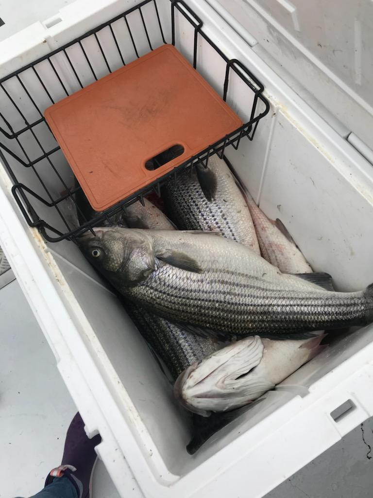 Chessie Outfitters LLC | Chesapeake Bay Hunting & Fishing Parties