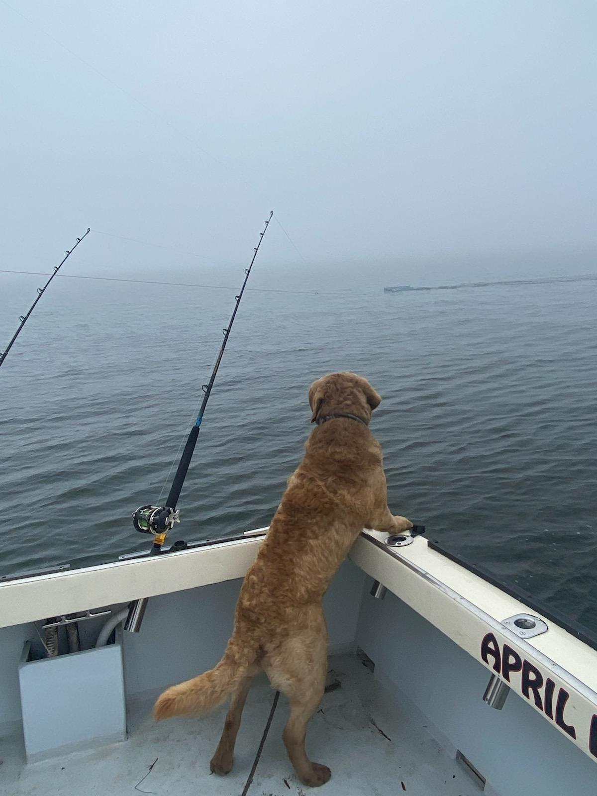 Chessie Outfitters LLC | Chesapeake Bay Hunting & Fishing Parties