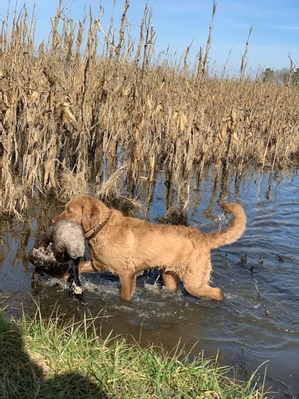 Chessie Outfitters LLC | Chesapeake Bay Hunting & Fishing Parties