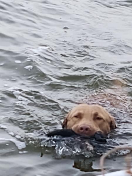 Chessie Outfitters LLC | Chesapeake Bay Hunting & Fishing Parties